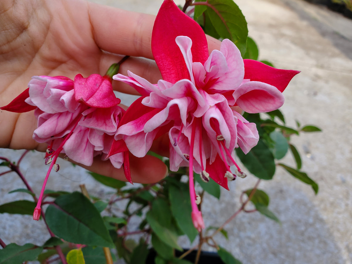 R.A.F Fuchsia (Double-Flowered, Trailing) – Fuchsias Online
