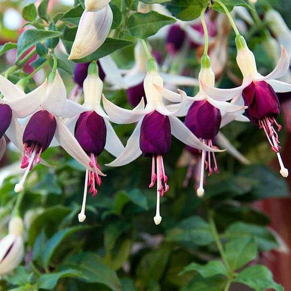 Hermiena Fuchsia (Upright) – Fuchsias Online