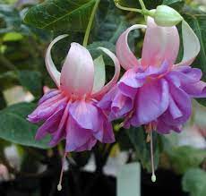Hawaiian Night Fuchsia (Double-Flowered Trailing) – Fuchsias Online