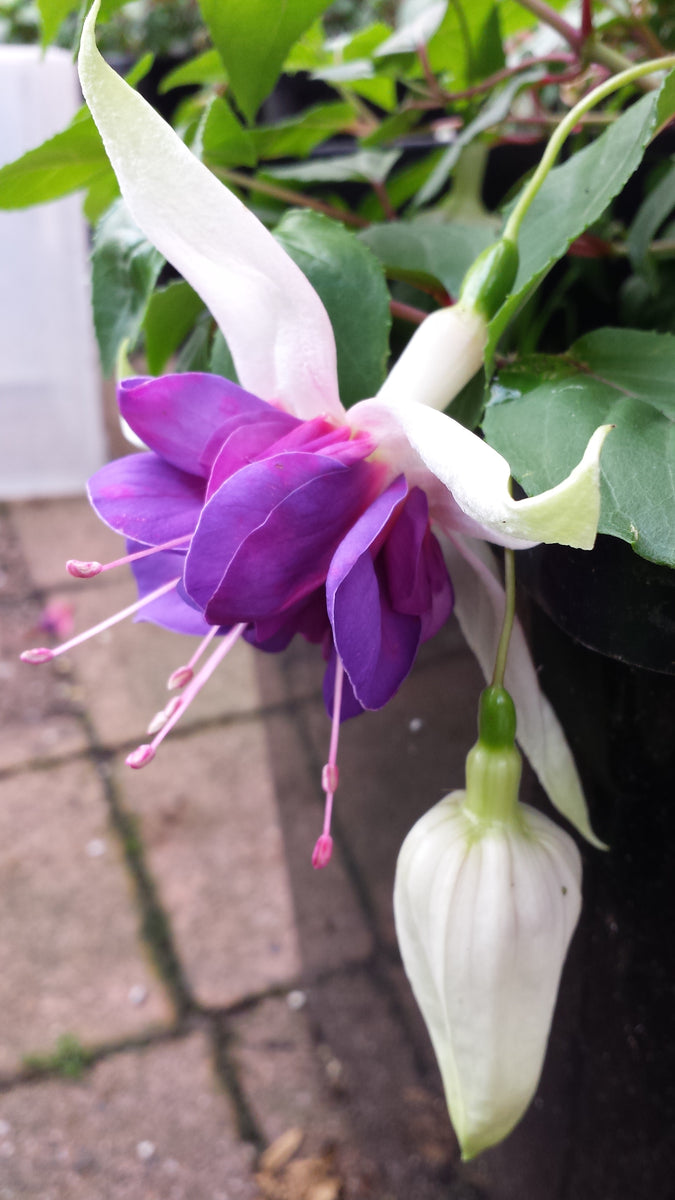 Deep Purple Fuchsia (Double-Flowered Trailing) – Fuchsias Online