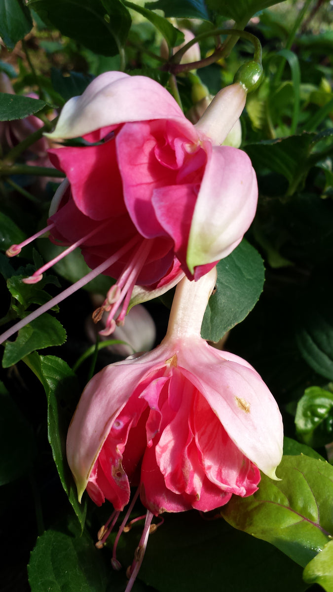 Peachy Fuchsia (Double-Flowered, Upright) – Fuchsias Online