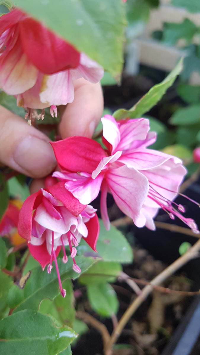 R.A.F Fuchsia (Double-Flowered, Trailing) – Fuchsias Online