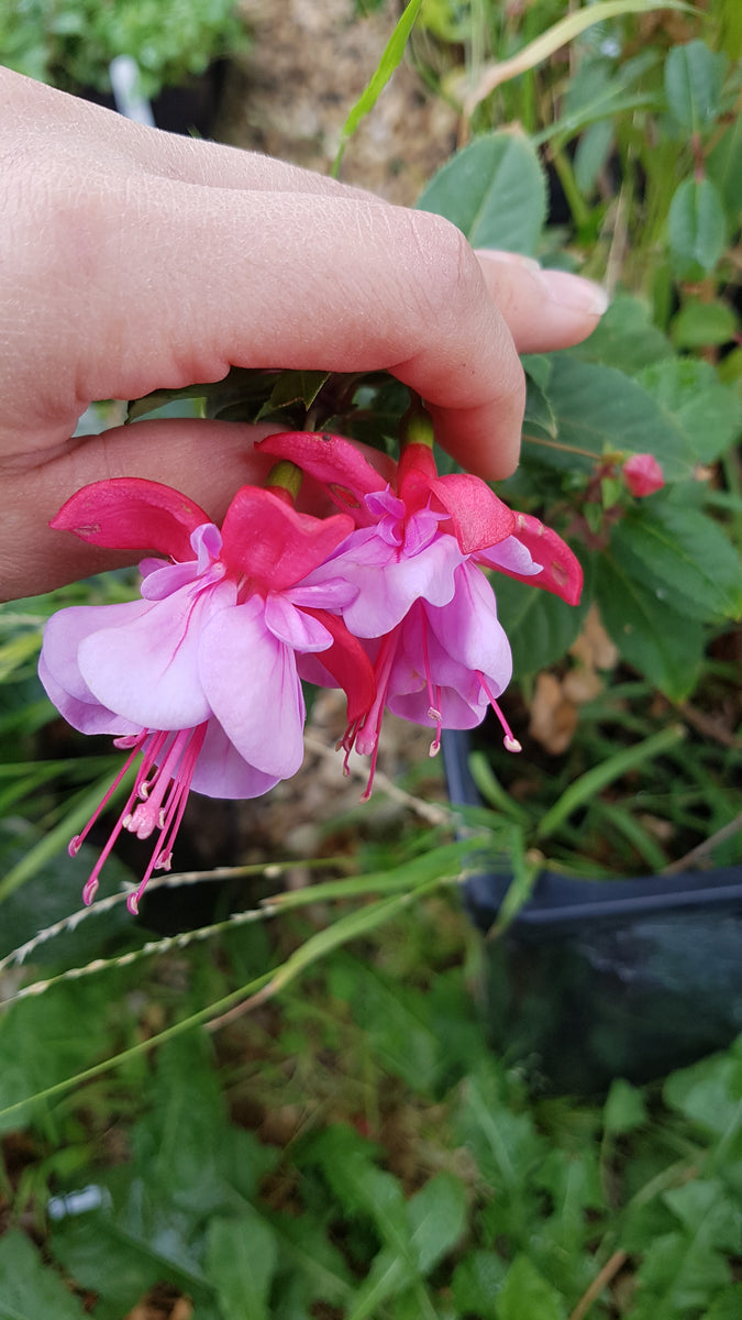 Heidi Ann Fuchsia (Upright) – Fuchsias Online