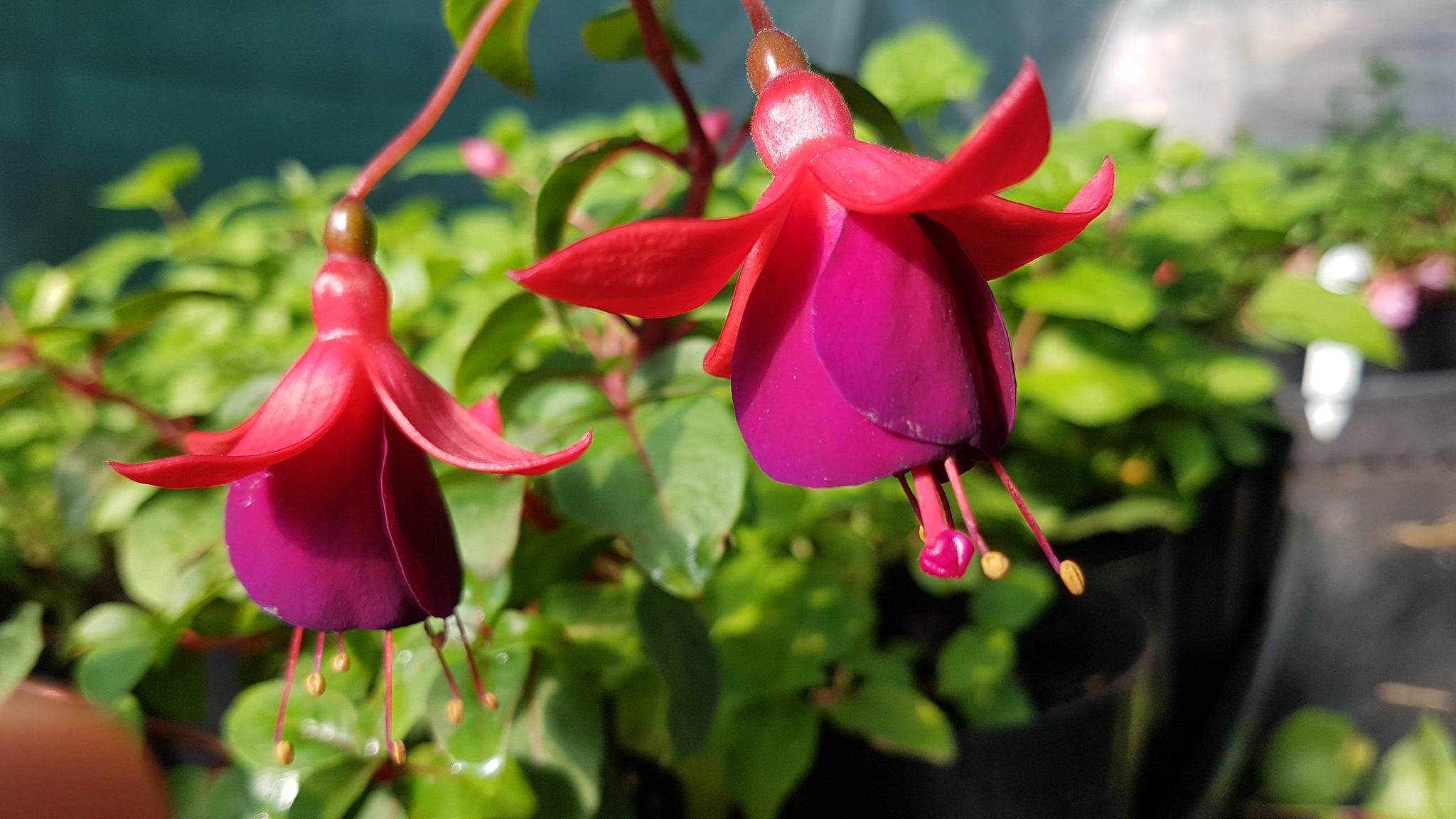 Fuchsias – Page 2 – Fuchsias Online