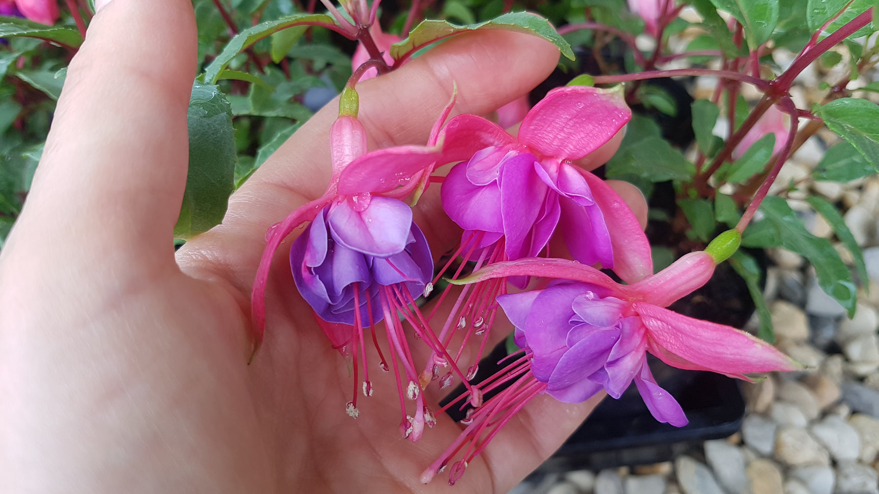 Winston Churchill Fuchsia (Double-Flowered, Upright) – Fuchsias Online