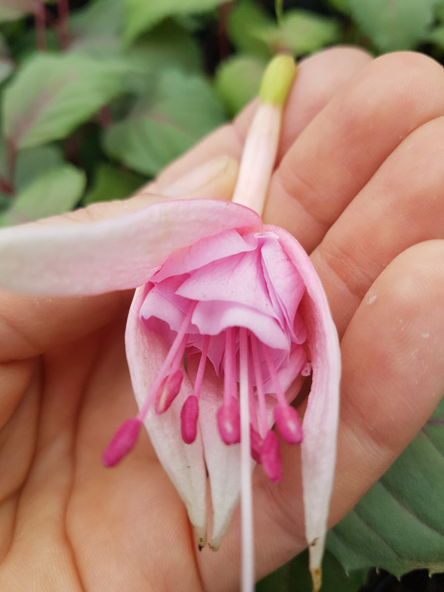 Archie Owen Fuchsia (Double-Flowered, Upright) – Fuchsias Online