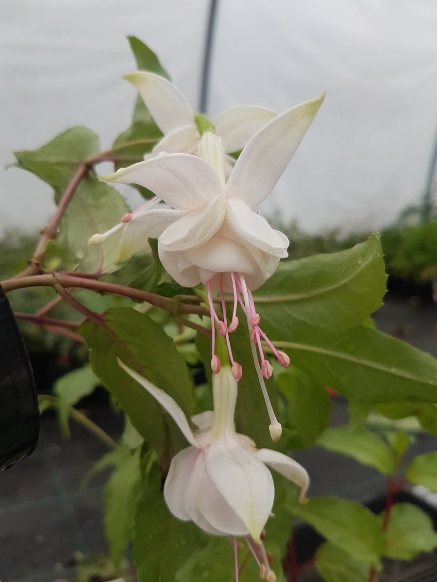 Baby Pink Fuchsia (Double-Flowered, Upright) – Fuchsias Online