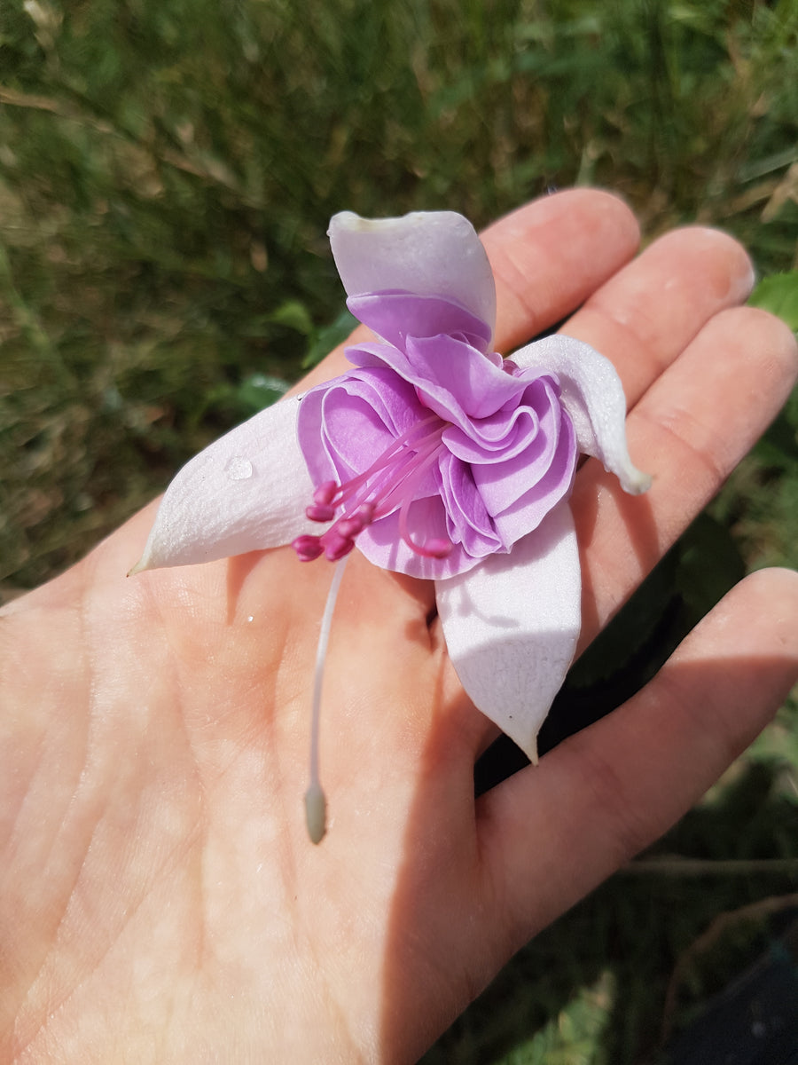 Blue Veil Fuchsia (Double-Flowered Trailing) – Fuchsias Online