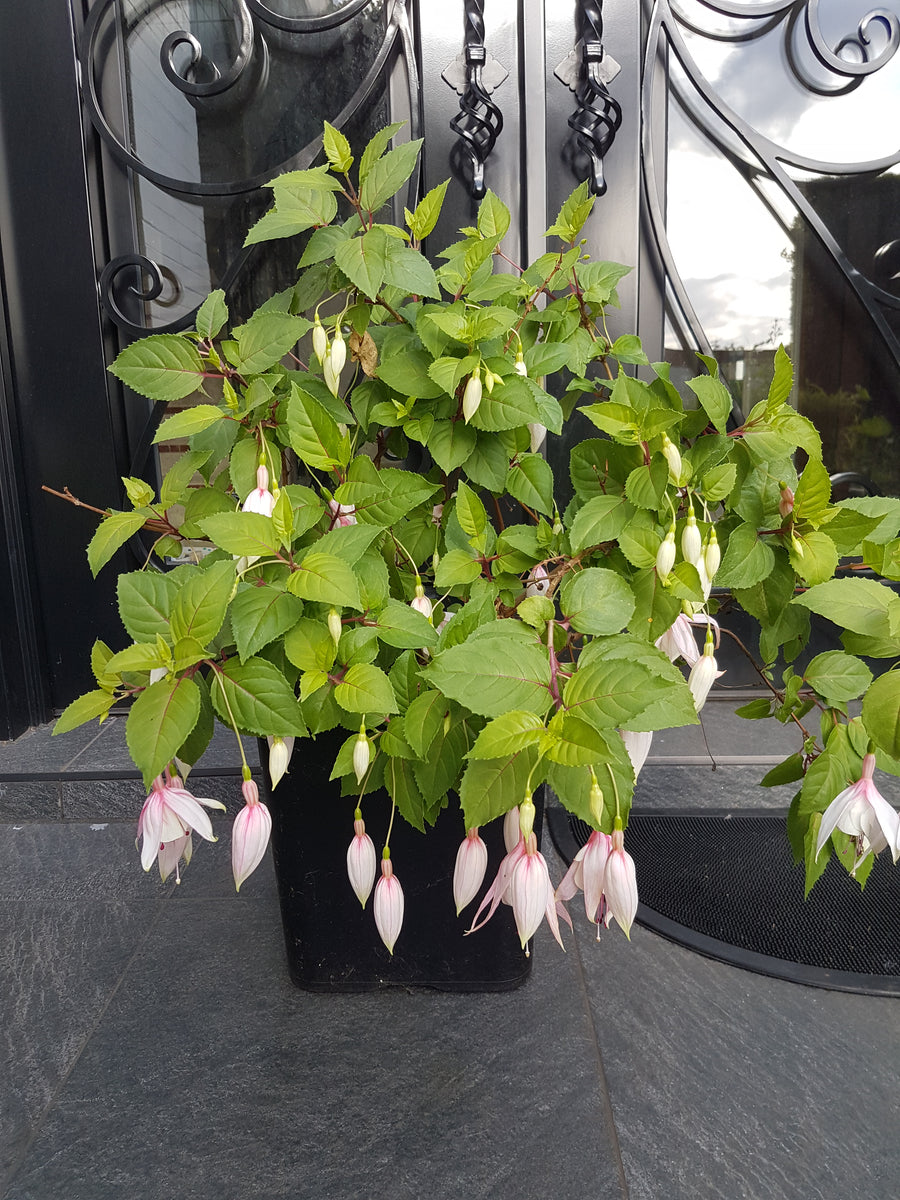 Annabelle Fuchsia (Double-Flowered, Upright) – Fuchsias Online