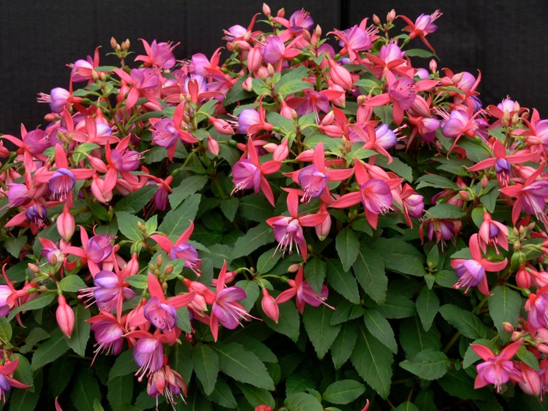 Pink Fantasia Fuchsia (Upright) – Fuchsias Online