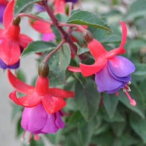 Charm Rose Purple Fuchsia (Semi-Double Flowered Trailing/Upright ...