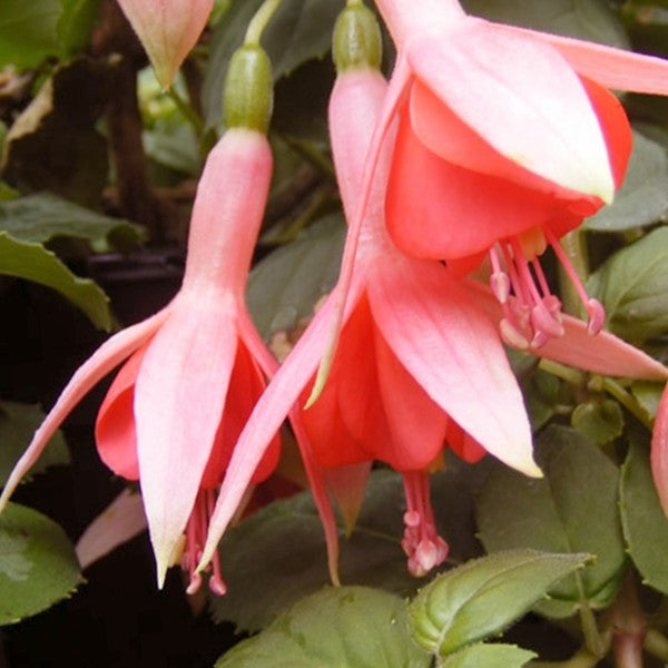 Coachman Fuchsia (Trailing) – Fuchsias Online