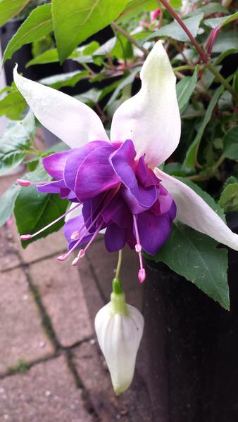 Deep Purple Fuchsia (Double-Flowered Trailing) – Fuchsias Online