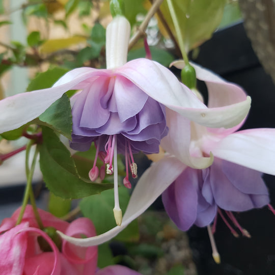 Fey Fuchsia (Double-Flowered Trailing) – Fuchsias Online