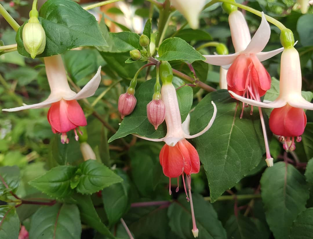 Lye's Elegance Fuchsia (Upright) – Fuchsias Online