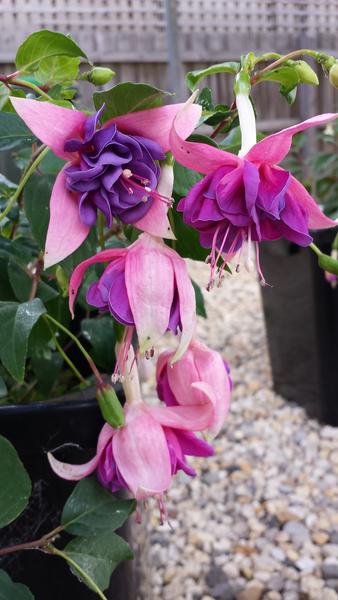 Taffeta Bow Fuchsia (Double-Flowered, Trailing) – Fuchsias Online